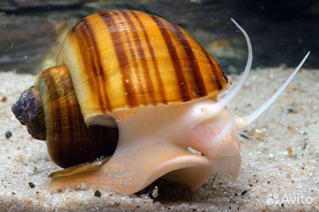 Ампулярия Коричневая