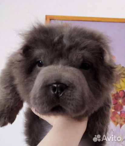 Голубка минипей медвежка