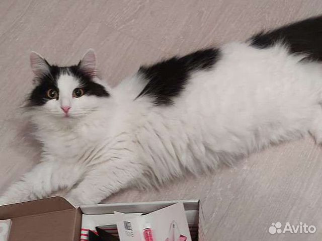 Кошечка Алиса, около года