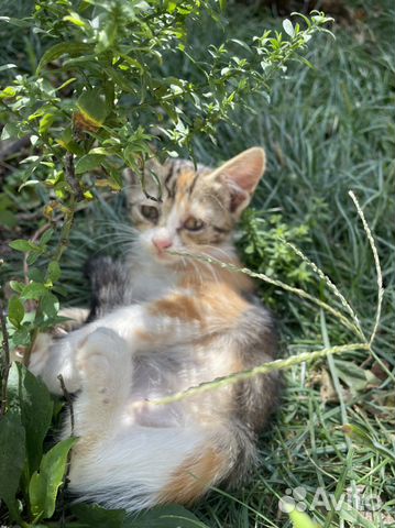 Котенок в добрые руки