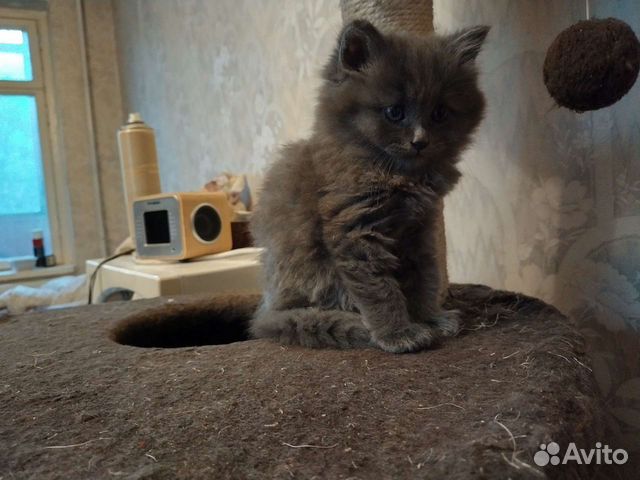 Сиамские кошки бесплатно