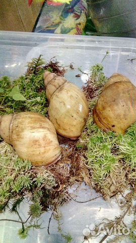 Гревелли карамель