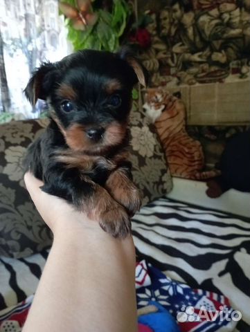 Йоркширский терьер мини щенки