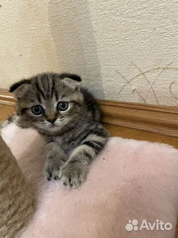 Шотландская вислохая