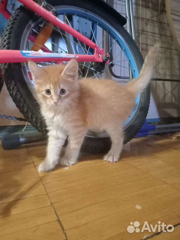 Котенок мэйнкун