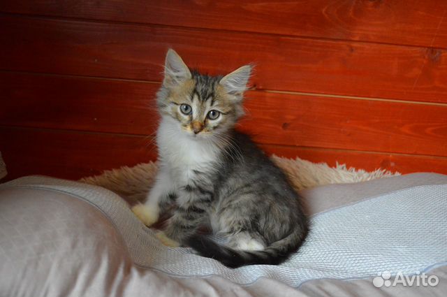 Котёнок (мальчик, 2 месяца) в добрые руки