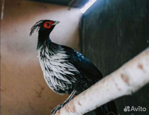 Фазан непальский белохохлый