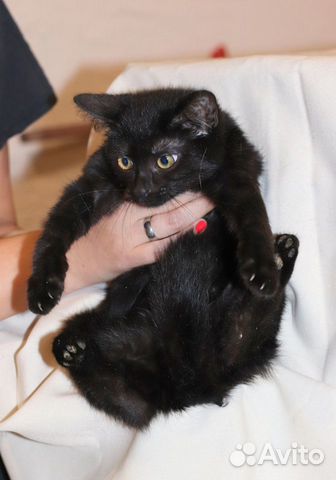 Черный котенок