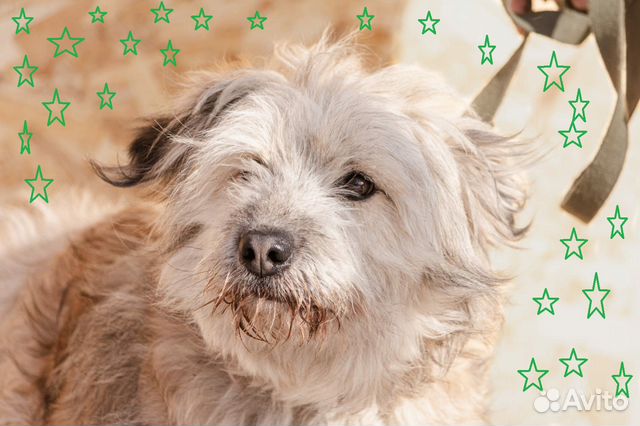 Милый песик Балу