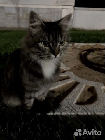 Кот, похожий на норвежскую лесную