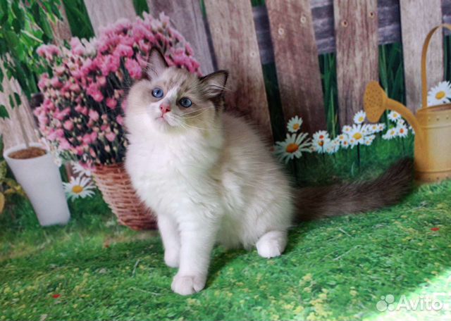 Котенок-котик порода Рэгдолл