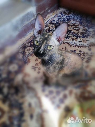 Кошка в дар бесплатно