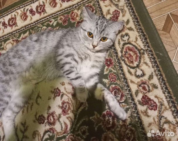 Кошка породистая