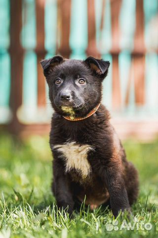 Щенок в добрые руки