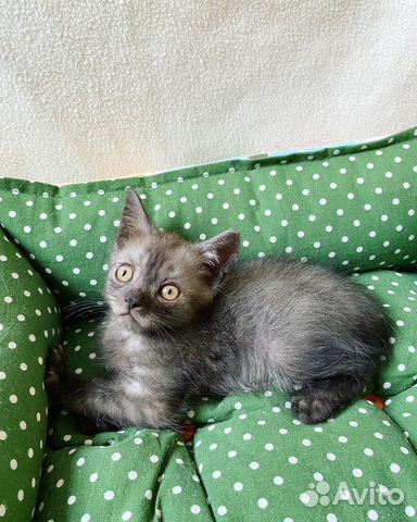 Котенок