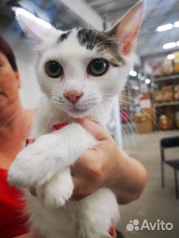 Котенок Гек