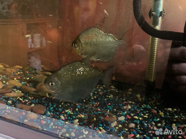 Пара метинисов они же рыбка долар