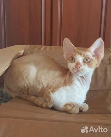 Котята девон-рекс