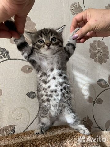 Котенок Девочка
