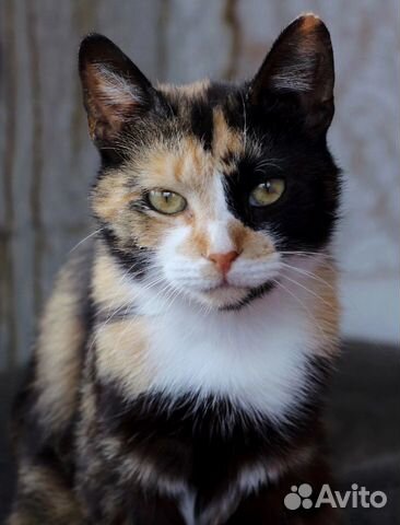 Кошечка для мамы