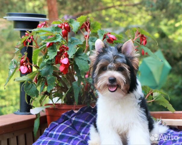 Для любителей не мелких биверов-мальчик