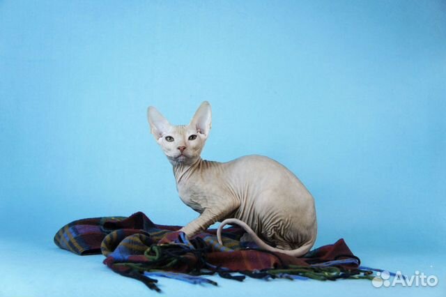 Котята донского сфинкса