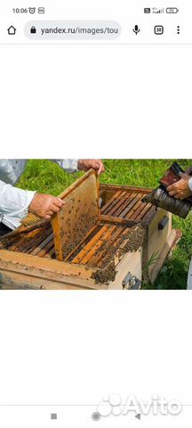 Пчело семьи