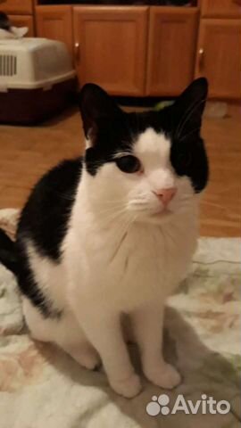 Кошки бесплатно