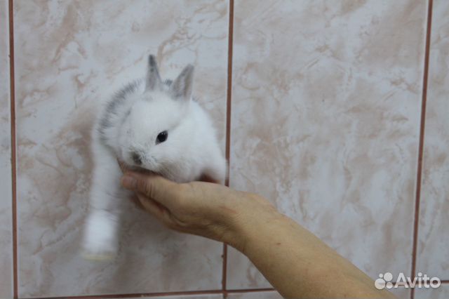 Декоративные карликовые кролики (Белые)