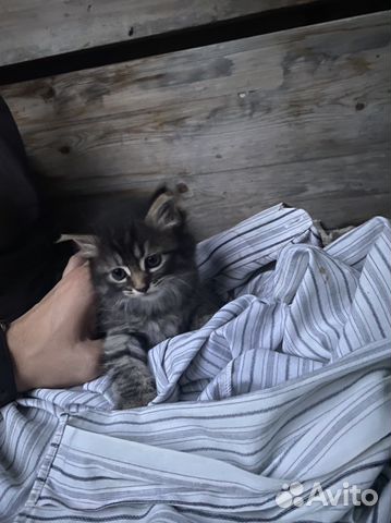 Котята, крассивые в добрые руки