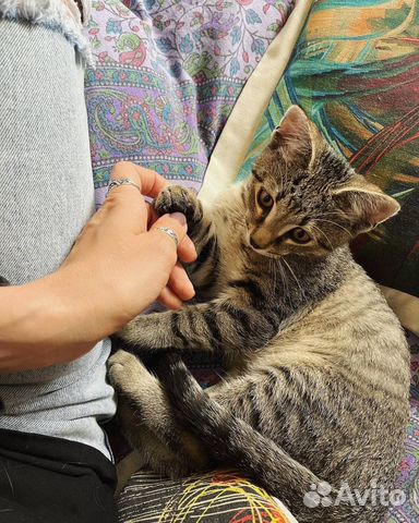 Котёнок Юха