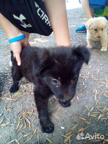 Два щенка продам в хорошие руки