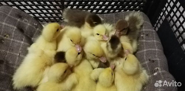 Утята суточные