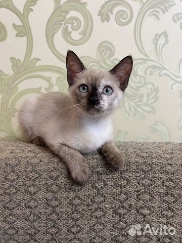 Котенок в добрые руки