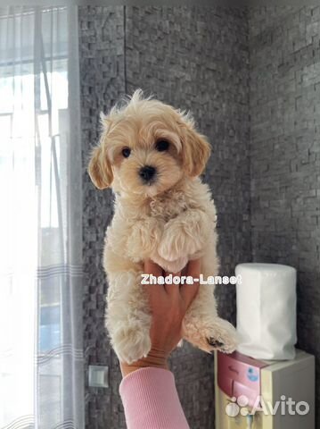 Собака мальтипу мини