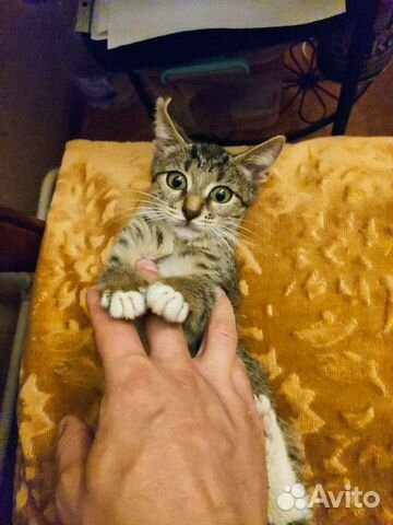 Коотенок в дар бесплатно
