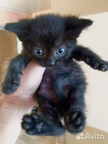 Котята бесплатно
