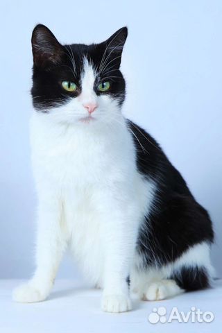 Нужна передержка кошке