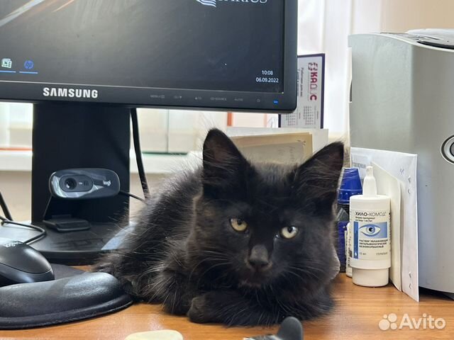 Котята бесплатно