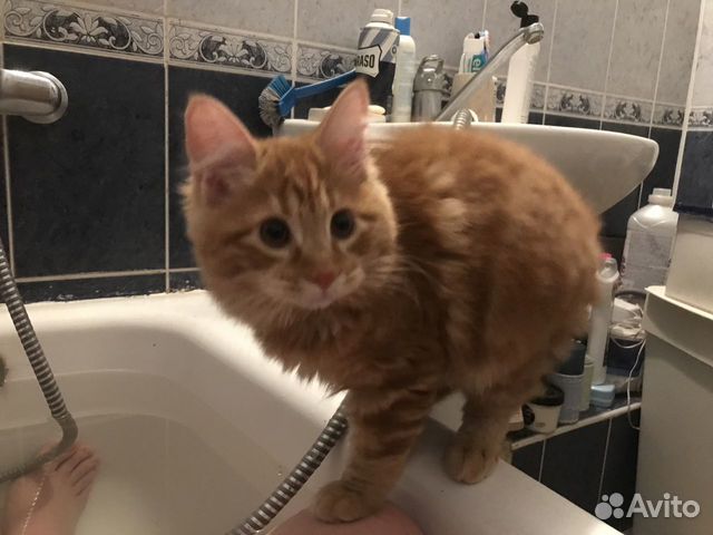 Коты и кошки породы курильский бобтейл в дар