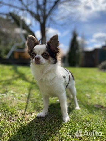 Мальчик чихуахуа на вязку