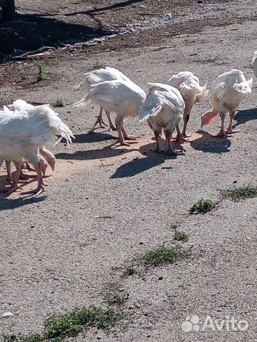 Индюки хайбрид конвертер