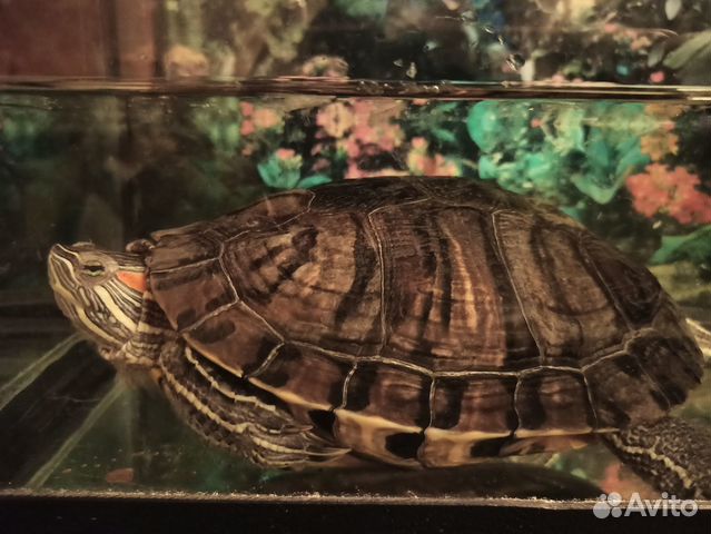 Отдам черепаху в хорошие руки