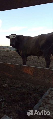 Быки на племя