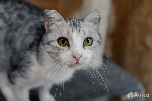 Кошка Масяня ищет дом