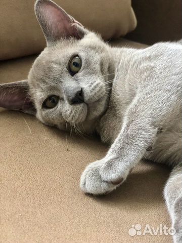 Бурманская