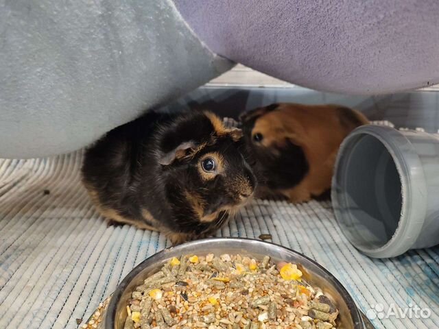 Морские свинки с клеткой