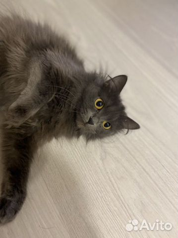 Кошка нибелунг-русская голубая