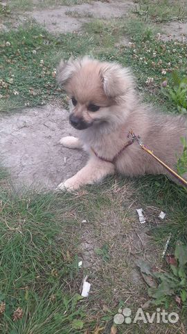 Собаки щенки