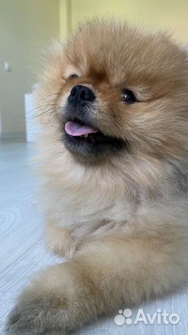 Померанский шпиц мини